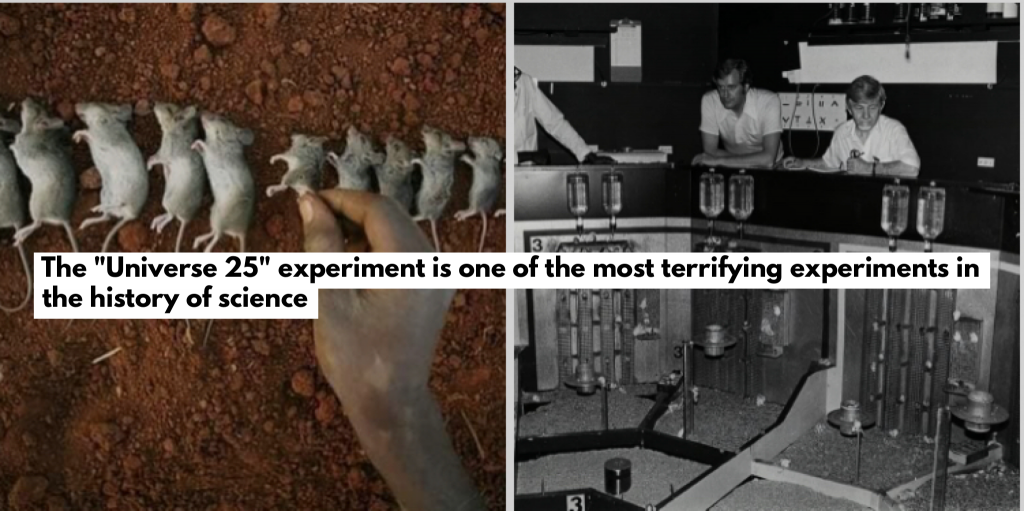 Watch: The "Universe 25" experiment is one of the most terrifying ...